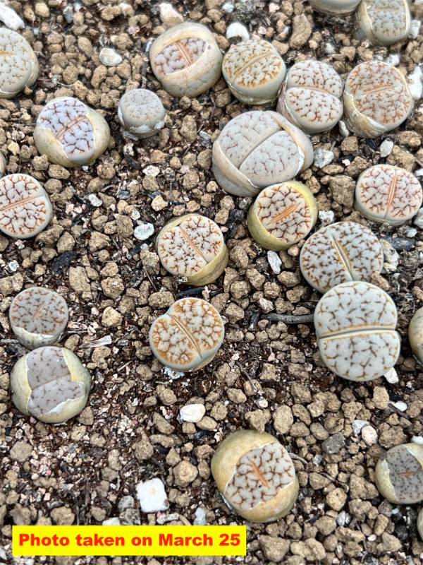 Lithops | Discover Rare Succulent Plants at Vivian Lithops Garden